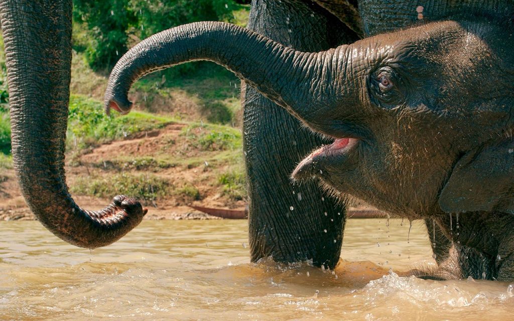 Laos Elephant Tour - Communicating with Elephants - Mandalao • EXPLORE LAOS